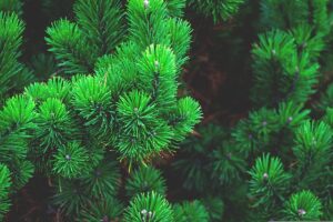 These Surprising Uses of Pine Sap Could Save Your Life - Prepping World